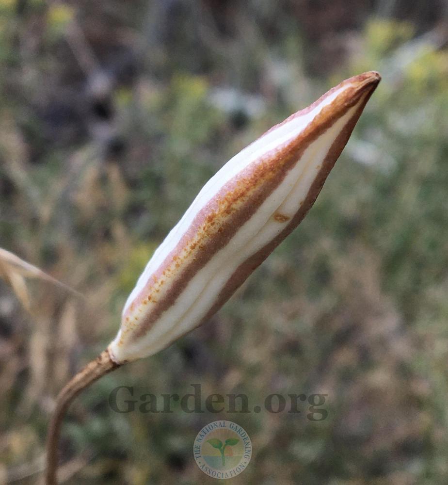 Photo of the fruit of Sego Lily (Calochortus nuttallii) posted by ...