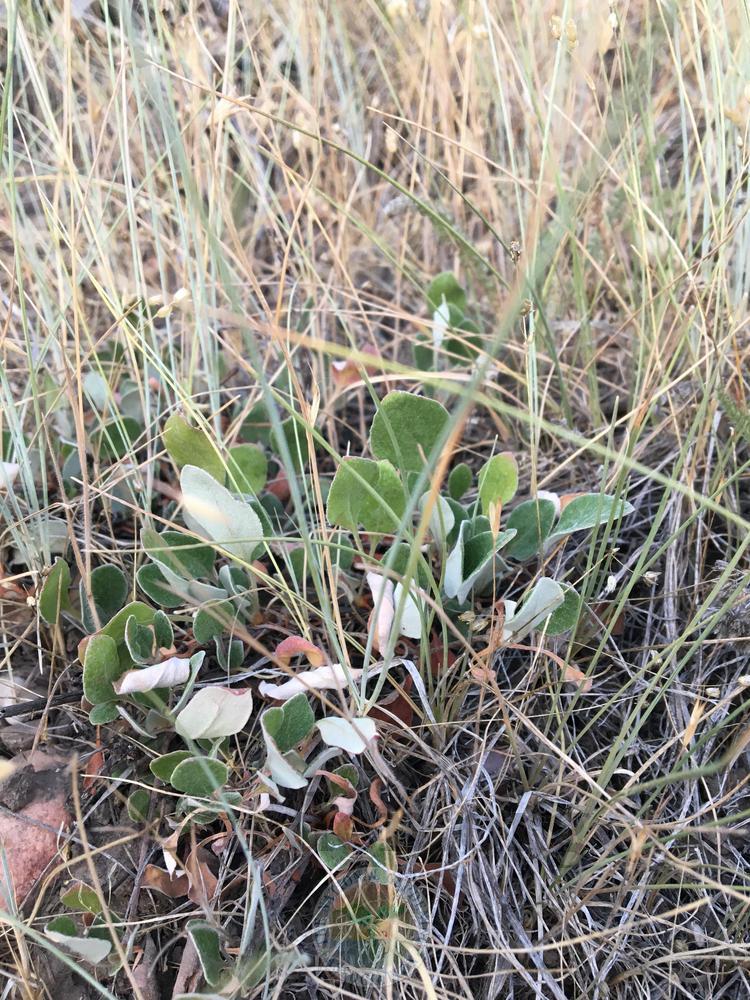 Photo of the leaves of Bicolor Sulfur Flower (Eriogonum umbellatum var ...