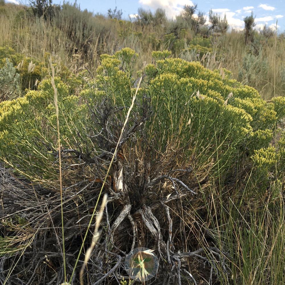 Photo of the entire plant of Yellow Rabbitbrush (Chrysothamnus ...