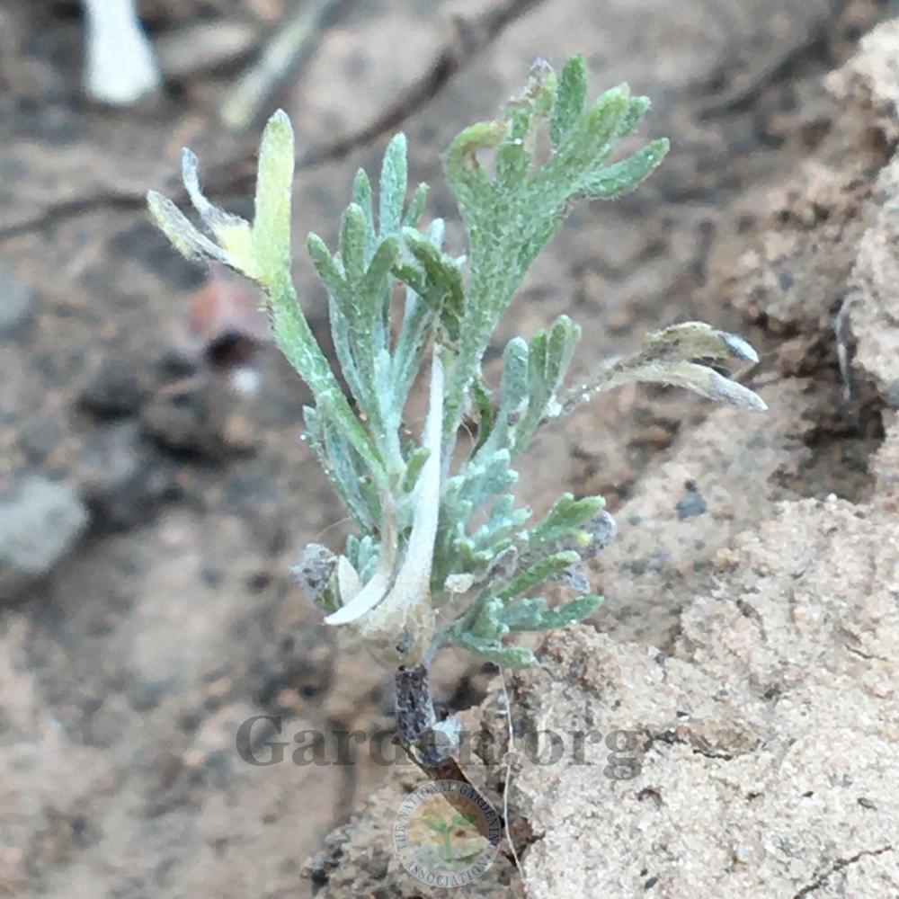 Photo of the seedling or young plant of Mountain Big Sagebrush ...