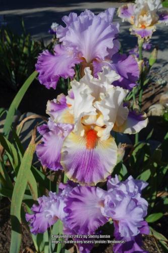 Show us your dynamite iris color combinations in the Irises forum - Garden.org