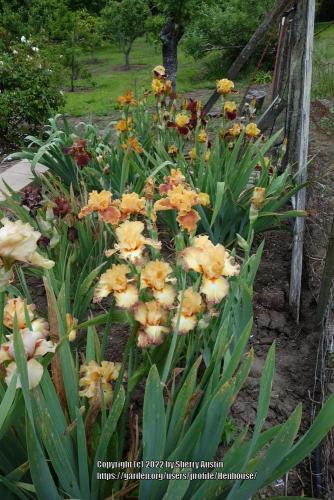 Show us your dynamite iris color combinations in the Irises forum - Garden.org