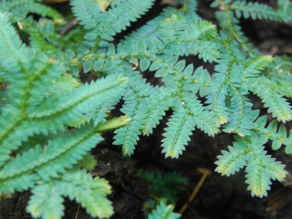 Photo of the leaves of Peacock Fern (Selaginella uncinata) posted by SL ...