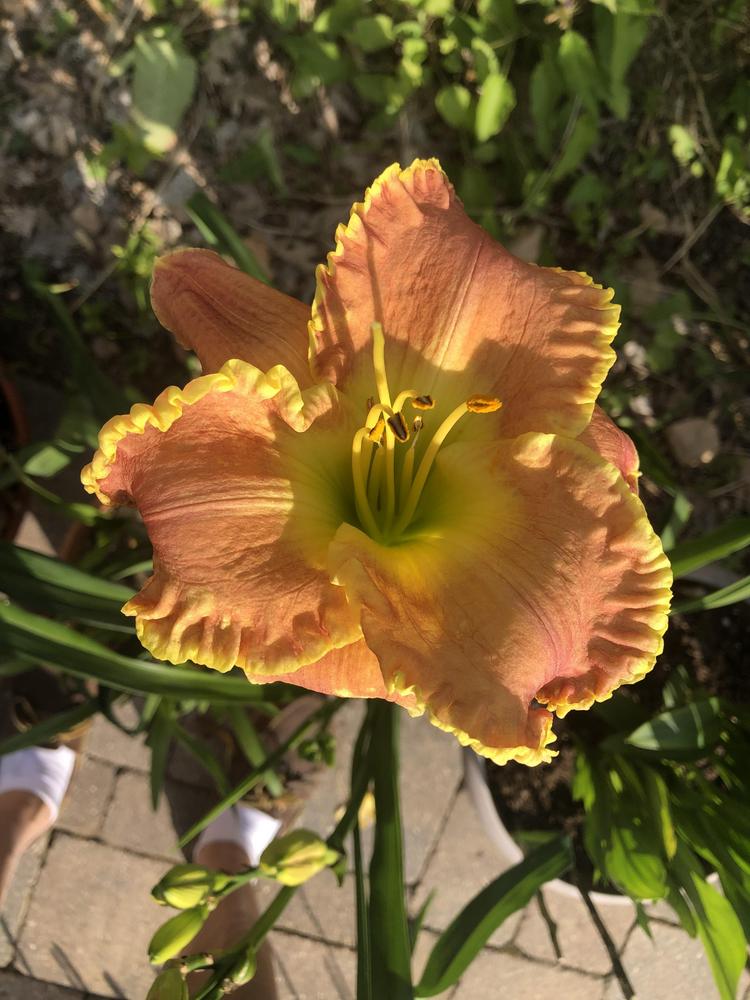 Daylily (Hemerocallis Titan Skye™ ) in the Daylilies Database - Garden.org