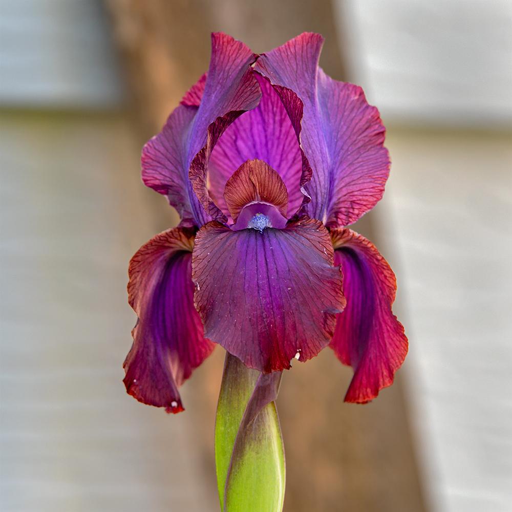 Aril Iris (Iris 'Vera') in the Irises Database - Garden.org