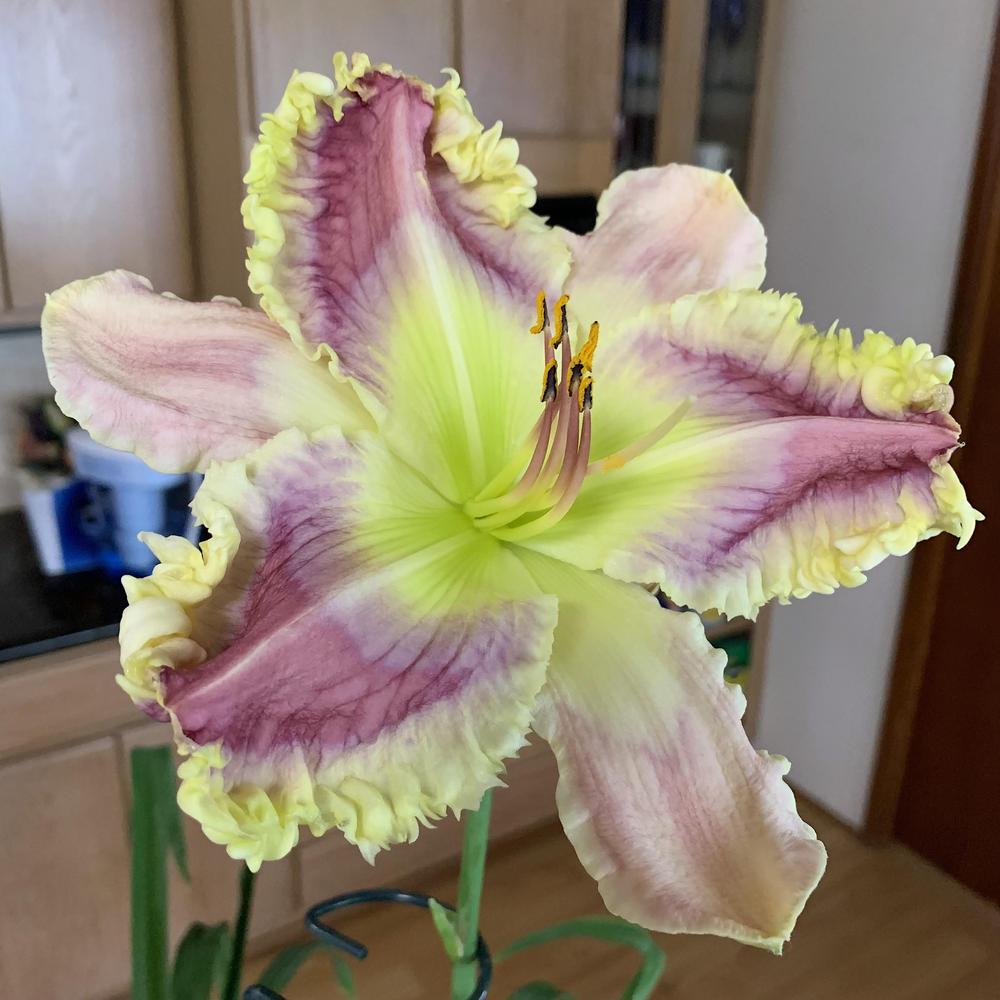 Photo of the bloom of Daylily (Hemerocallis 'Silken Breeze') posted by ...