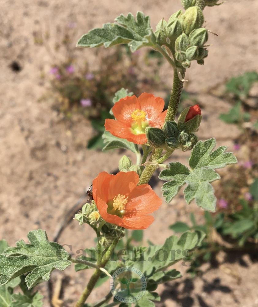 Photo of the bloom of Munro's Globemallow (Sphaeralcea munroana) posted ...