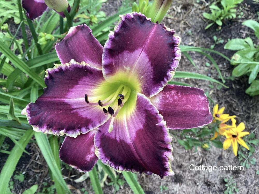 Photo of the bloom of Daylily (Hemerocallis 'Cottage Pattern') posted ...