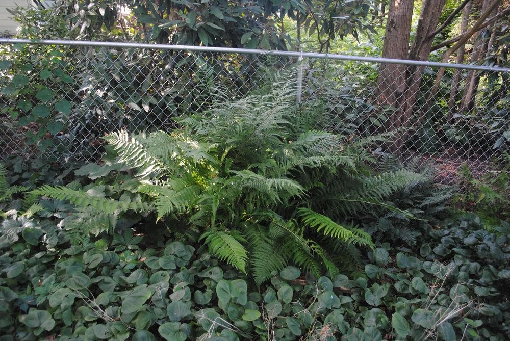 Photo of the entire plant of Log Fern (Dryopteris celsa) posted by ...