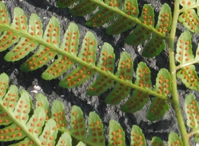Photo of the leaves of Log Fern (Dryopteris celsa) posted by ILPARW ...