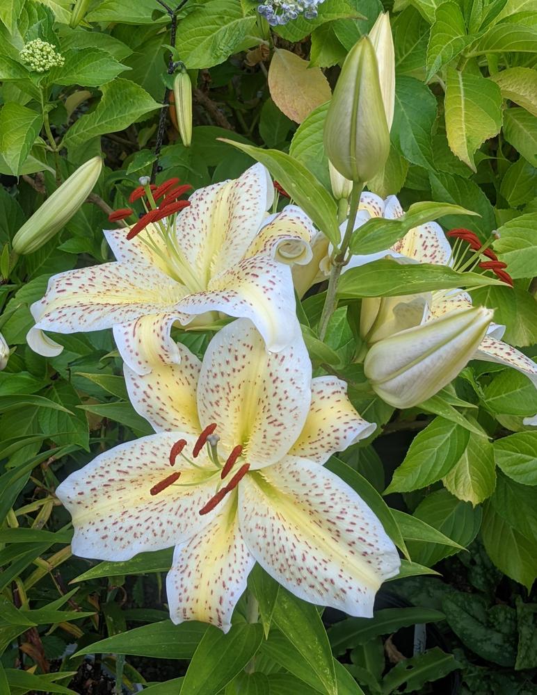 Photo of the bloom of Lily (Lilium 'Tigermoon') posted by Joy - Garden.org