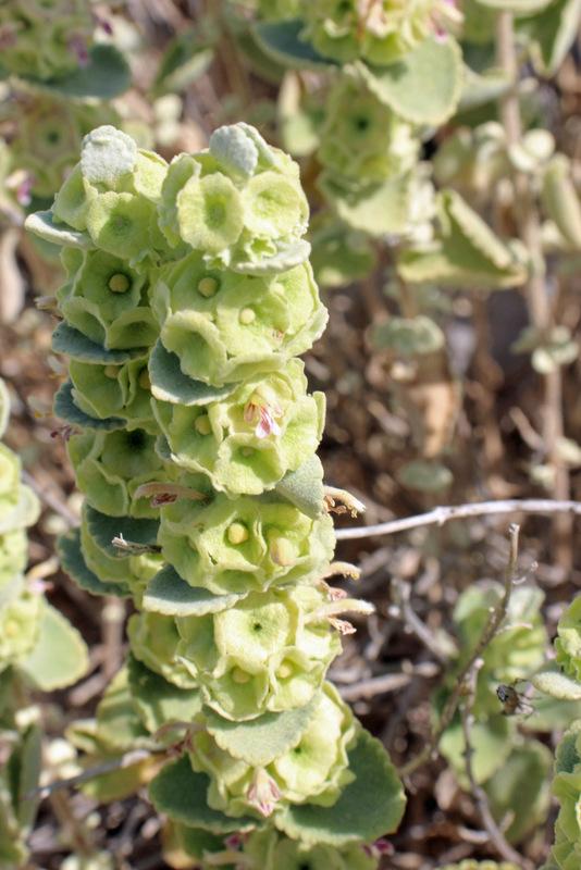 Photo of the bloom of Grecian Horehound (Pseudodictamnus mediterraneus ...