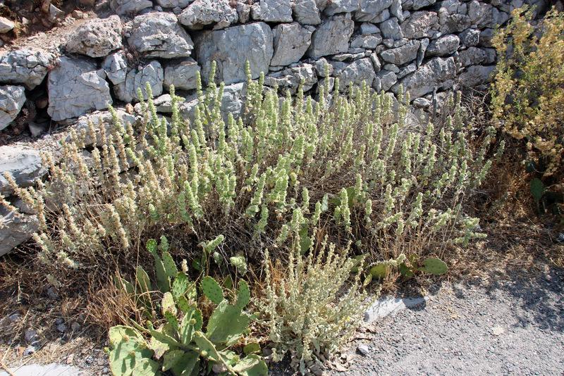 Photo of the entire plant of Grecian Horehound (Pseudodictamnus ...