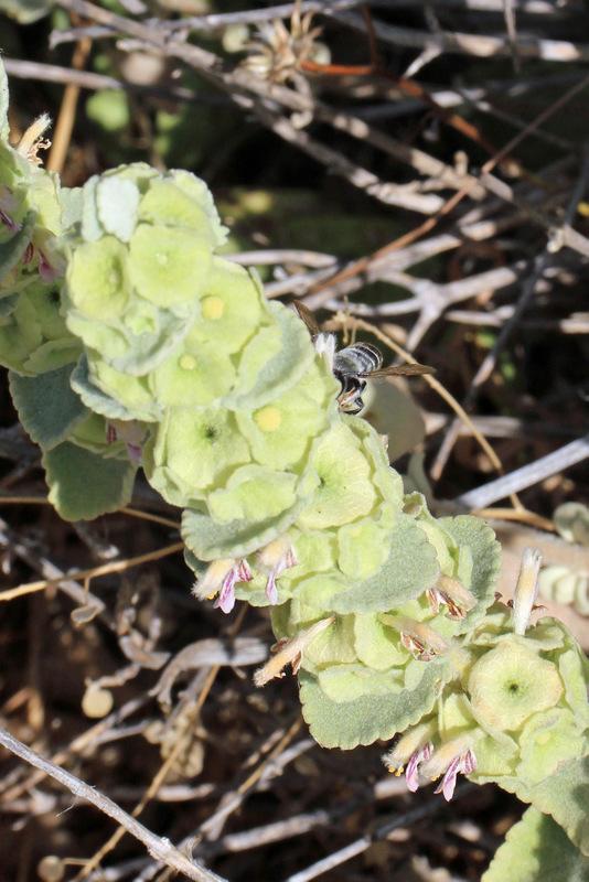 Photo of the fruit of Grecian Horehound (Pseudodictamnus mediterraneus ...
