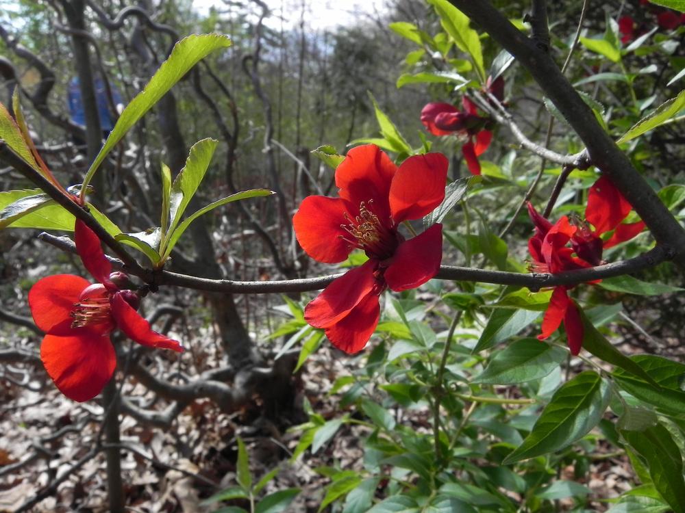 Flowering Quince (Chaenomeles speciosa 'Spitfire') - Garden.org