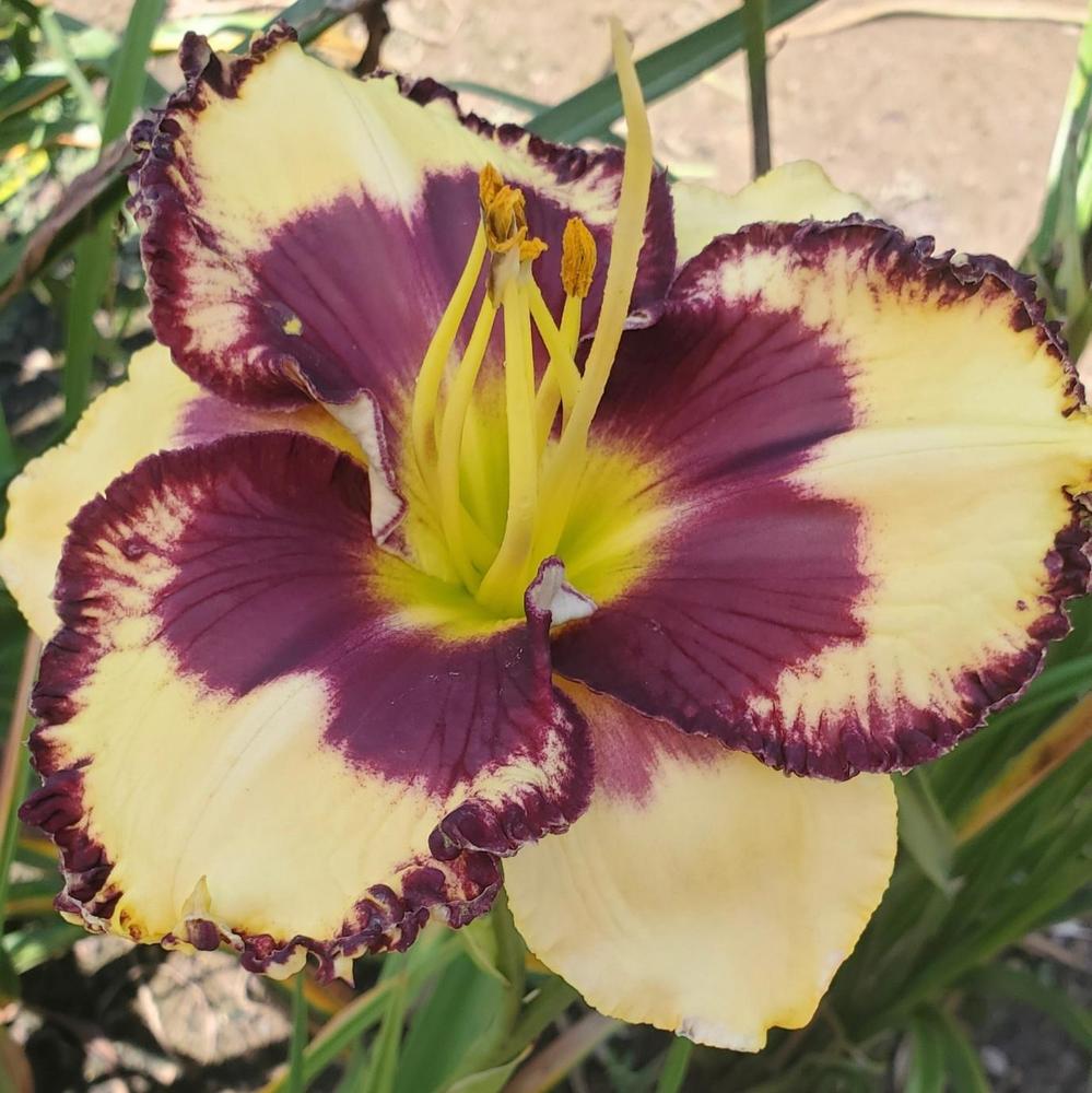 Daylily (Hemerocallis 'The Eye of Eden') in the Daylilies Database ...