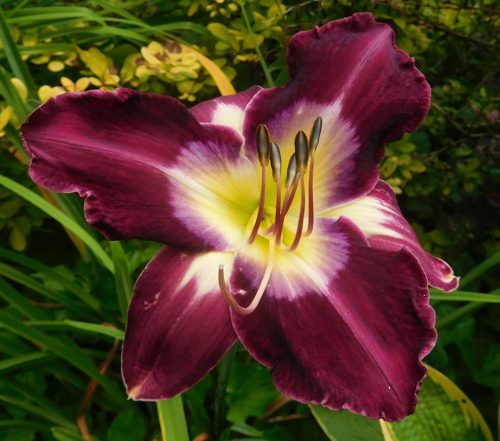 Daylily (Hemerocallis 'Donna's Passion') in the Daylilies Database ...