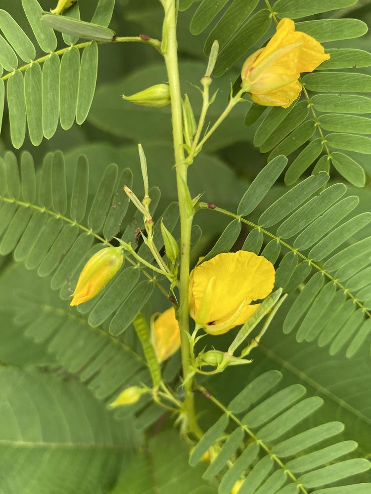 Photo of the bloom of Partridge Pea (Chamaecrista fasciculata) posted ...