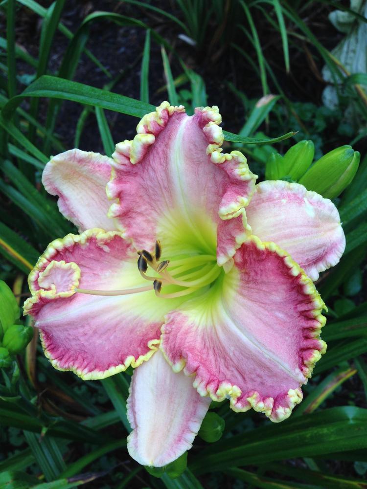Daylily (Hemerocallis 'Celestial Virgins') in the Daylilies Database ...