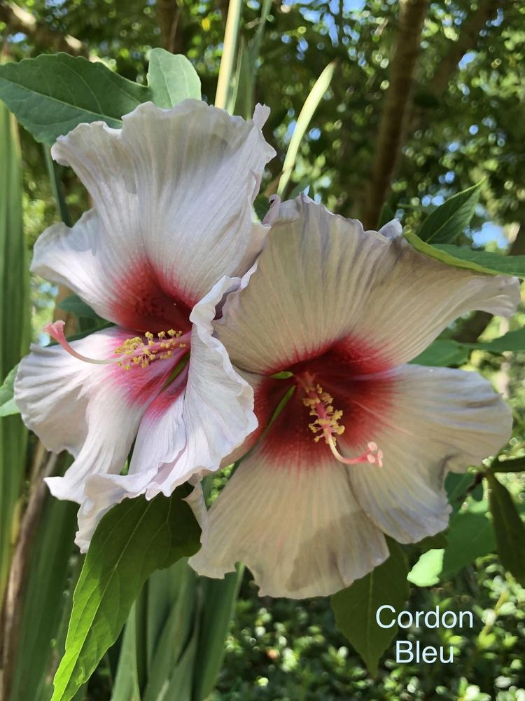 Photo of the bloom of Hybrid Hardy Hibiscus (Hibiscus Summer Spice ...