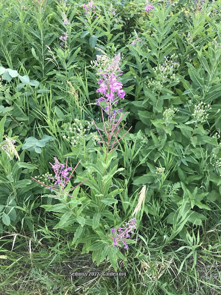 Photo of the entire plant of Fireweed (Chamaenerion angustifolium) posted by sedumzz - Garden.org