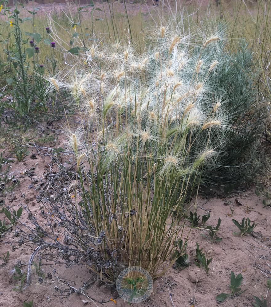 Photo of the entire plant of Foxtail Barley (Hordeum jubatum) posted by ...