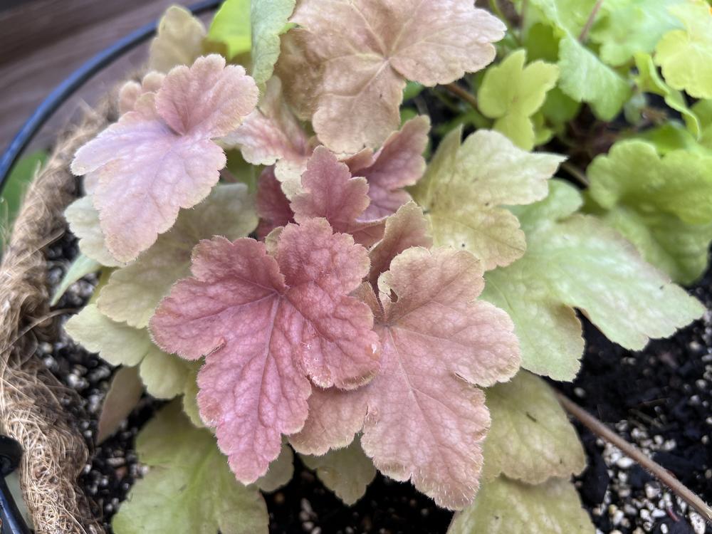 Photo of the leaves of Heucherella (XHeucherella 'Redstone Falls ...