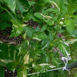 Photo of the fruit of Pepper (Capsicum 'Candy Cane Red') posted by ...