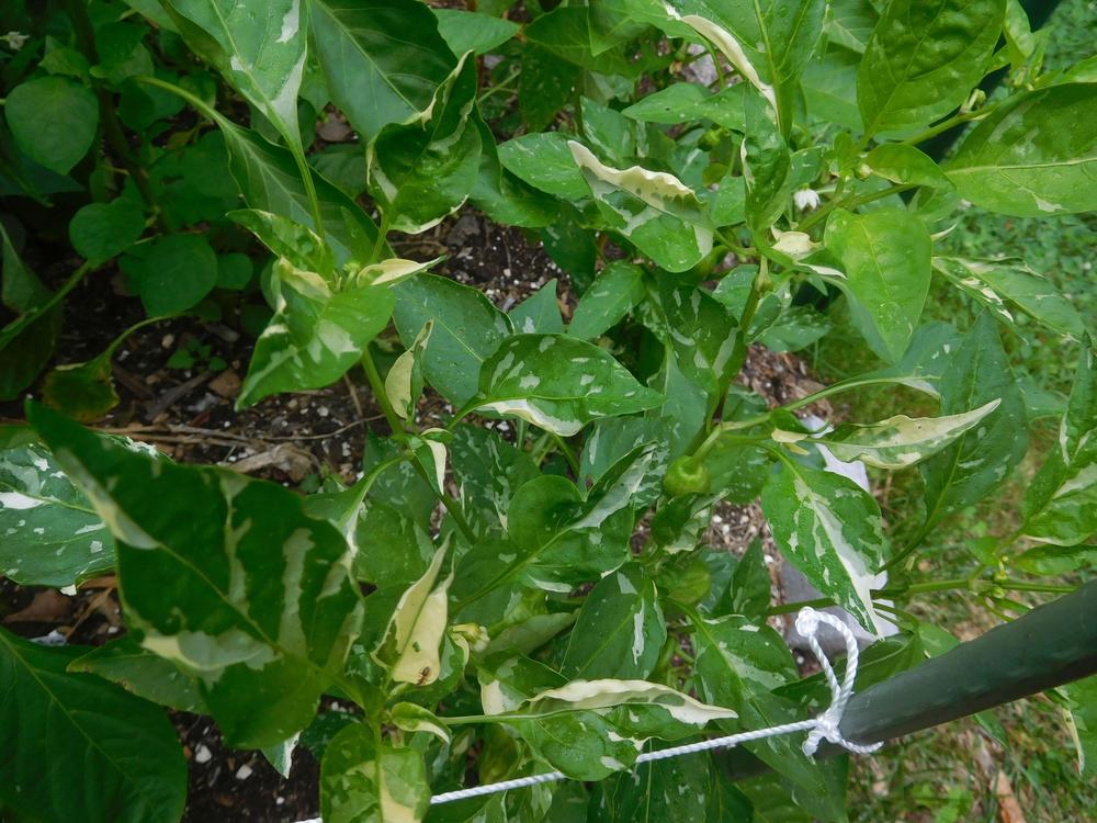 Photo of the entire plant of Pepper (Capsicum 'Candy Cane Red') posted ...