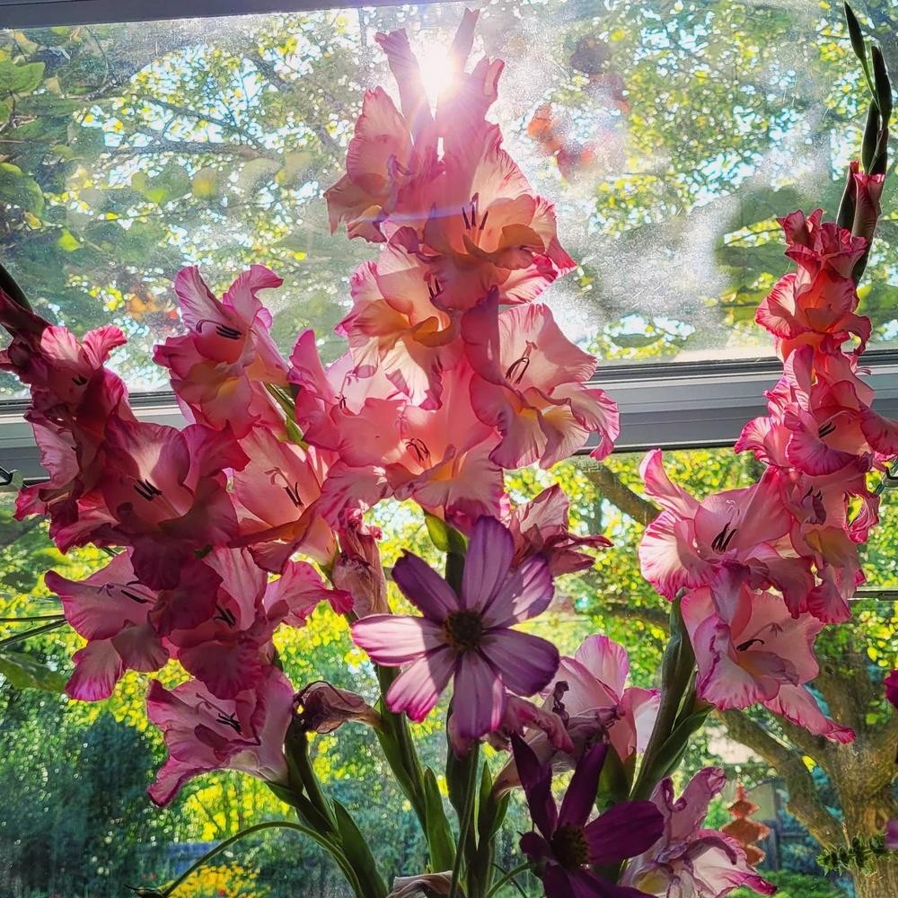 Photo of the bloom of Hybrid Gladiola (Gladiolus x gandavensis 'Priscilla') posted by dnrevel ...