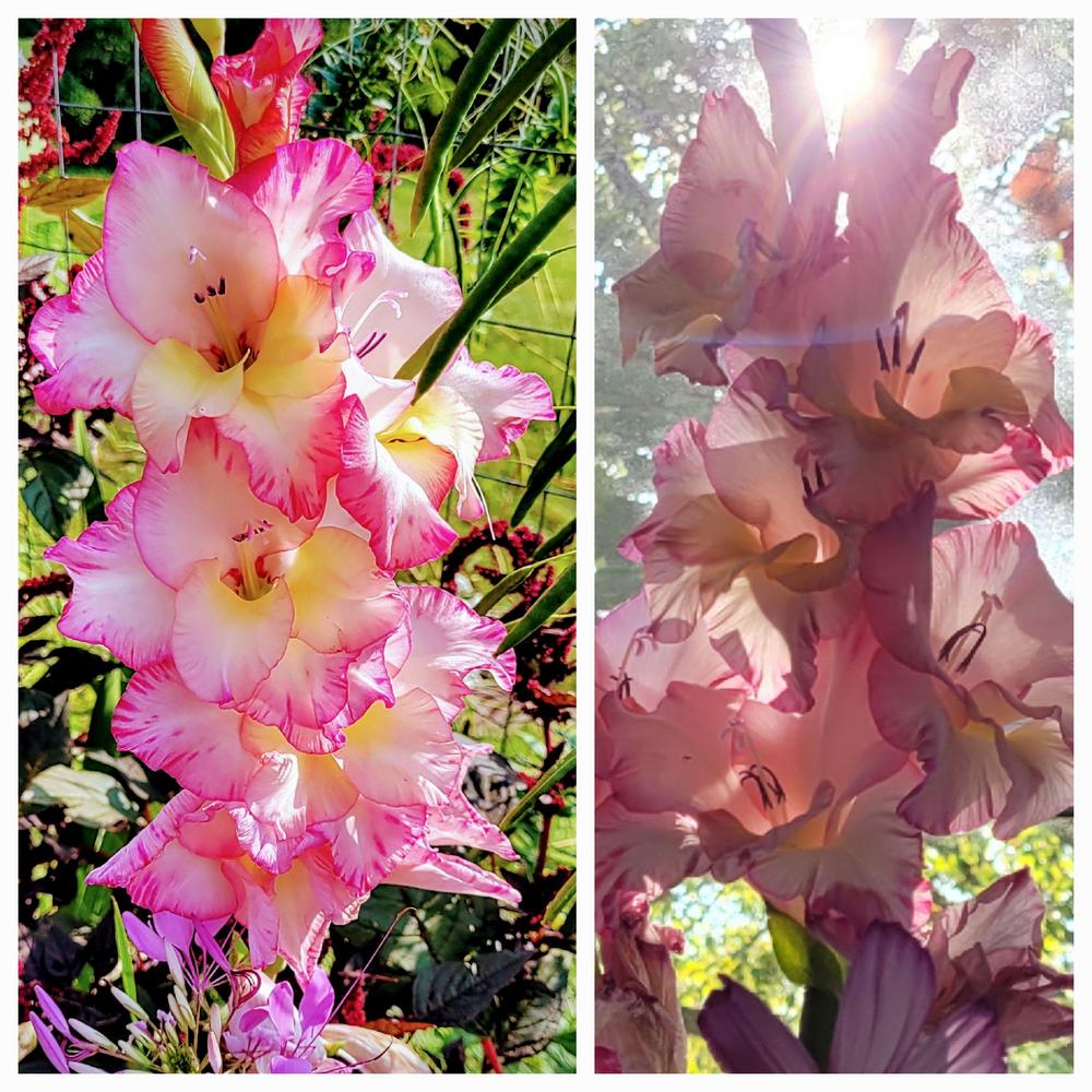 Photo of the bloom of Hybrid Gladiola (Gladiolus x gandavensis 'Priscilla') posted by dnrevel ...