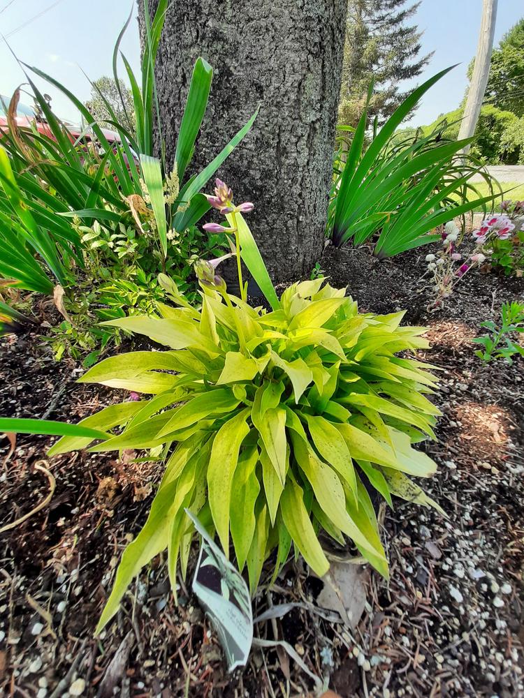 Photo of the entire plant of Hosta 'Munchkin Fire' posted by pixie62560 ...