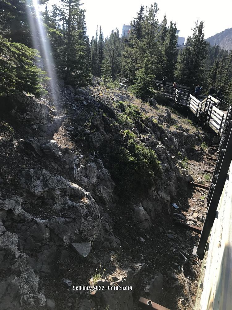 Photo of the habitat view of Mountain Death Camas (Anticlea elegans ...