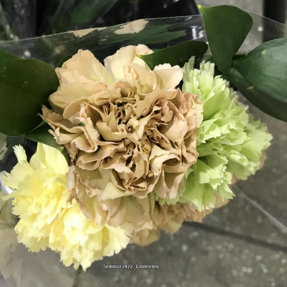 Carnation (Dianthus 'Cafe Latte') in the Dianthus Database - Garden.org