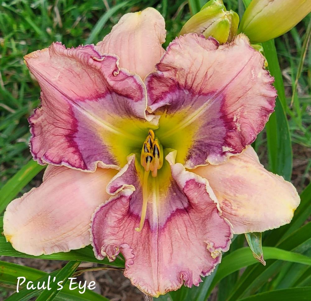 Photo of the bloom of Daylily (Hemerocallis 'Paul's Eye') posted by tashepard - Garden.org