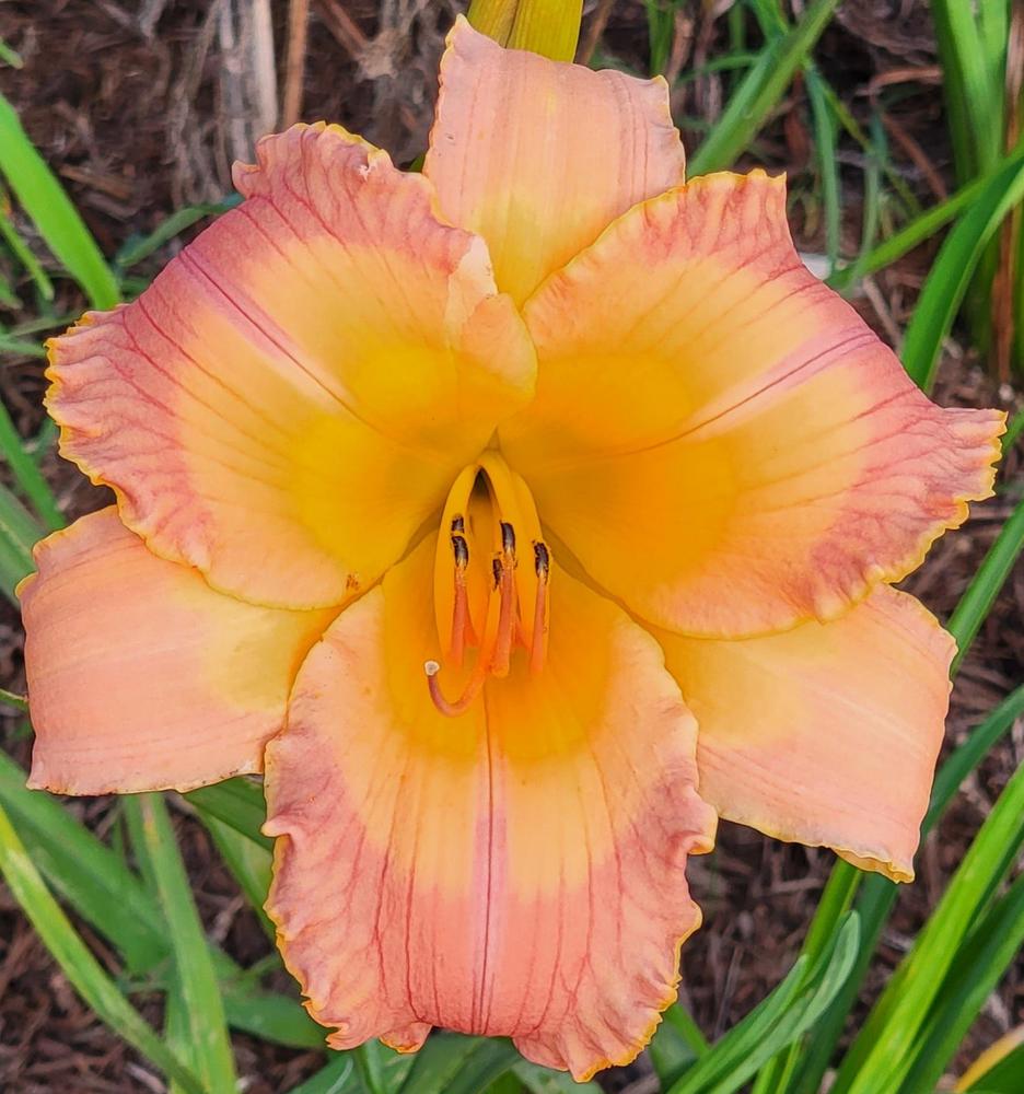 Photo of the bloom of Daylily (Hemerocallis 'Tigrillo Afternoon ...