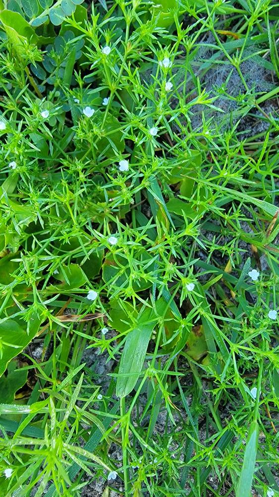 Photo of the entire plant of Rustweed (Polypremum procumbens) posted by ...