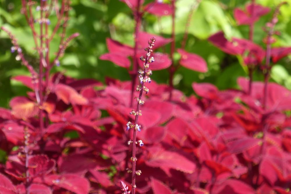 Photo of the bloom of Coleus (Coleus scutellarioides 'Ruby Slipper') posted by LoriMT - Garden.org