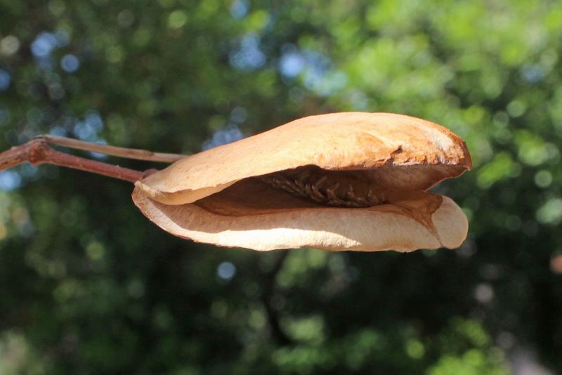 Photo of the fruit of Jacaranda (Jacaranda mimosifolia) posted by ...