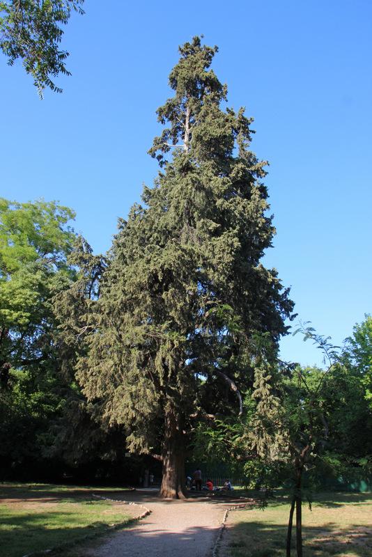 Photo of the entire plant of Italian Cypress (Cupressus sempervirens ...