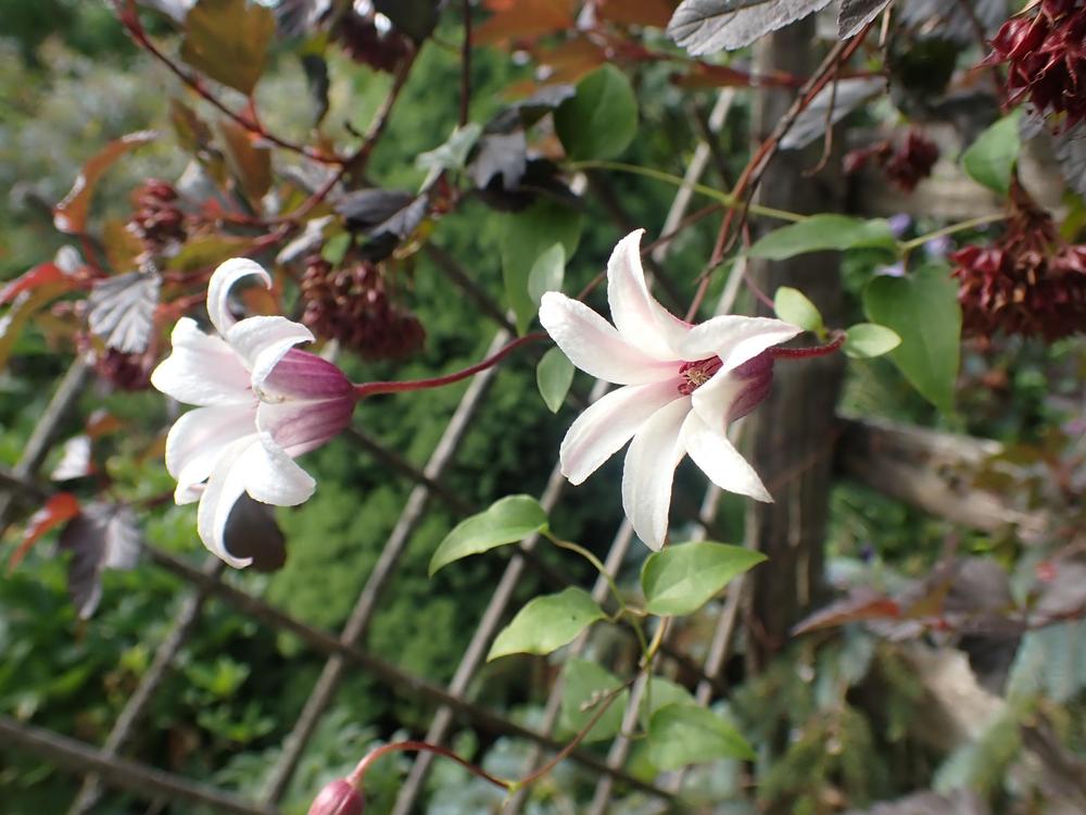 Photo of the bloom of Clematis (Clematis texensis Princess Kate ...