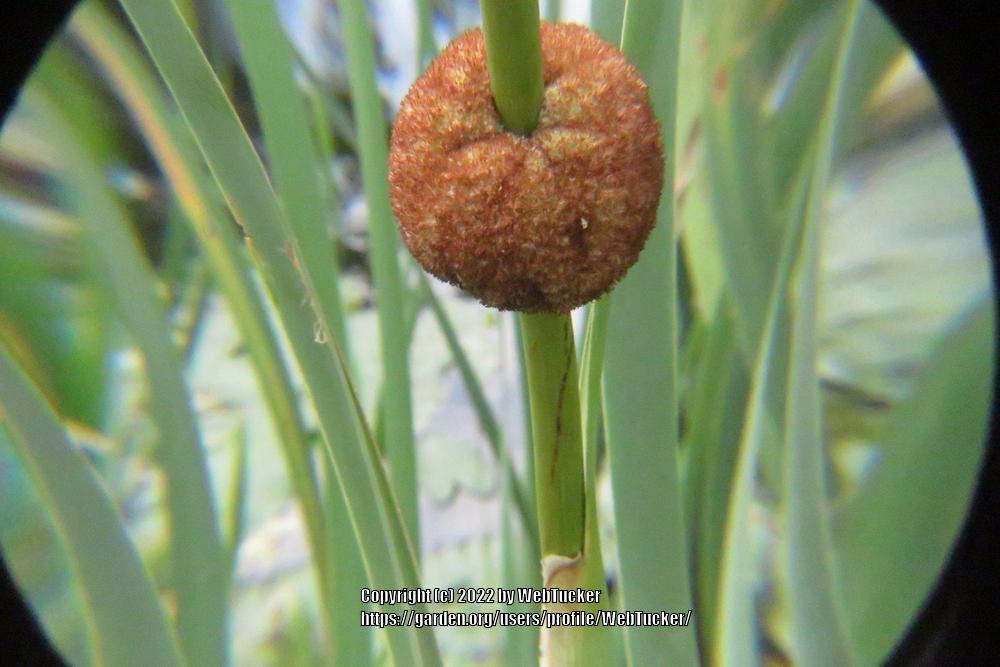 Photo of the bloom of Dwarf Cattail (Typha minima) posted by WebTucker ...