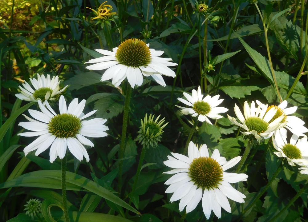 Dwarf Coneflower (Echinacea Kismet® White) in the Coneflowers Database ...