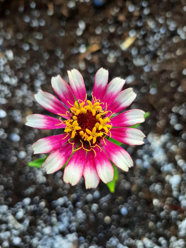 Photo of the bloom of Zinnia (Zinnia elegans 'Carousel Mix') posted by ...