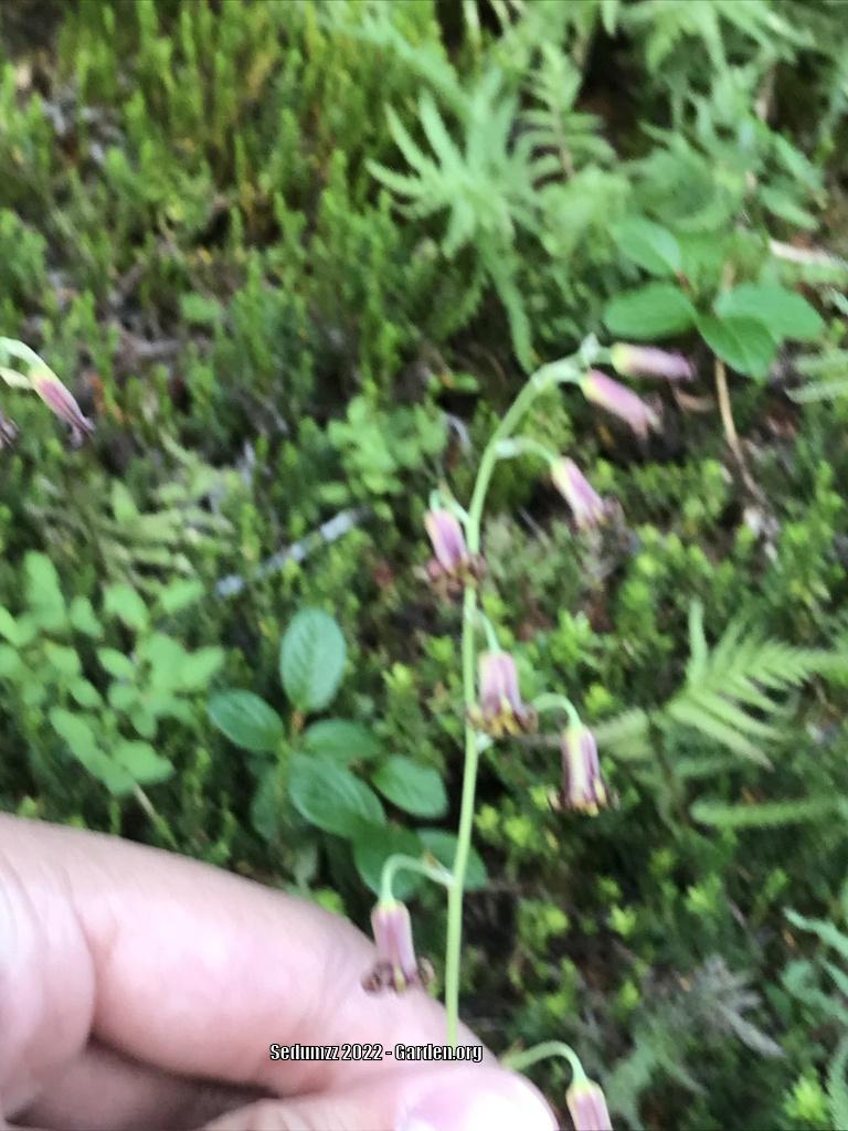 Photo of the bloom of Bronze Bells (Anticlea occidentalis) posted by ...