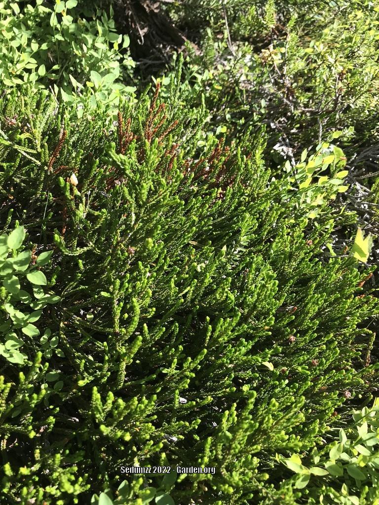 Photo of the entire plant of White Mountain-Heather (Cassiope ...