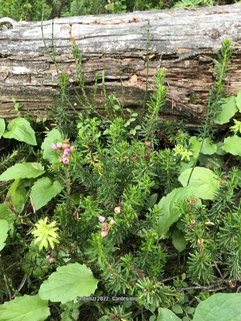 Photo of the entire plant of Pink Mountain-Heath (Phyllodoce ...