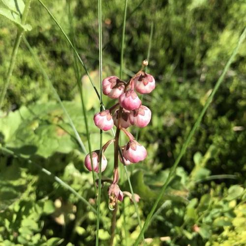 Liverleaf wintergreen (Pyrola asarifolia) - Garden.org