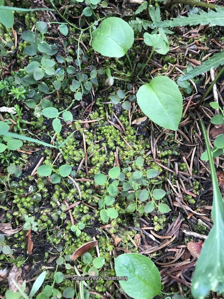 Photo of the habitat view of Red Huckleberry (Vaccinium parvifolium ...