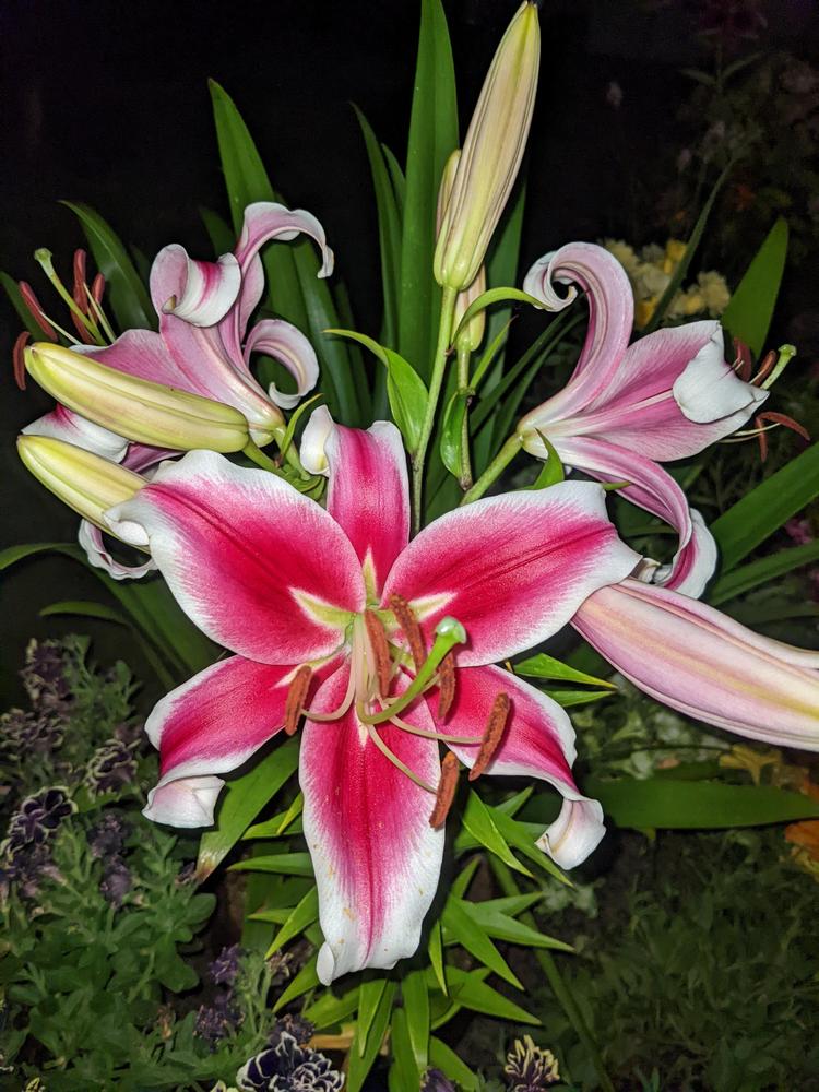 Photo of the bloom of Lily (Lilium 'Flashpoint') posted by Joy - Garden.org